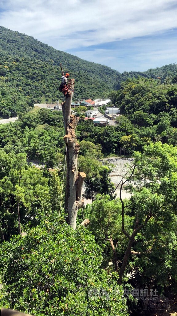 Tree surgeons cut down infected 35-meter-tall tree in Taitung|English ...