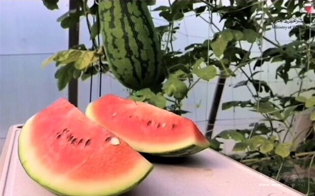 Technical mission introduces Taiwan watermelons to Middle East desert ...